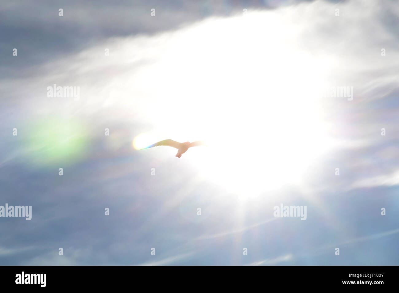 SEA GULL IN THE SUN Stock Photo - Alamy