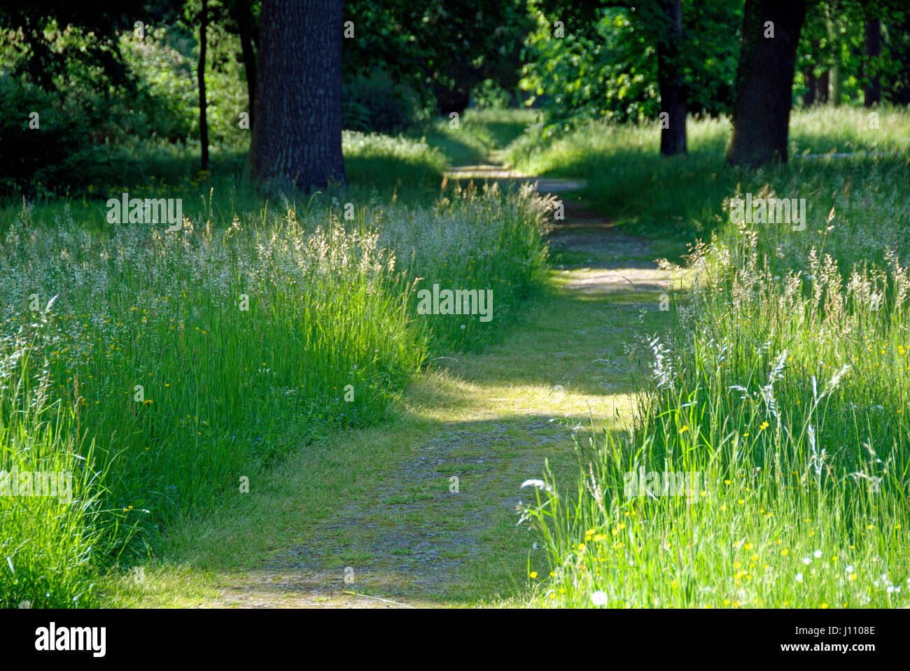 idyllic forest path Stock Photo - Alamy