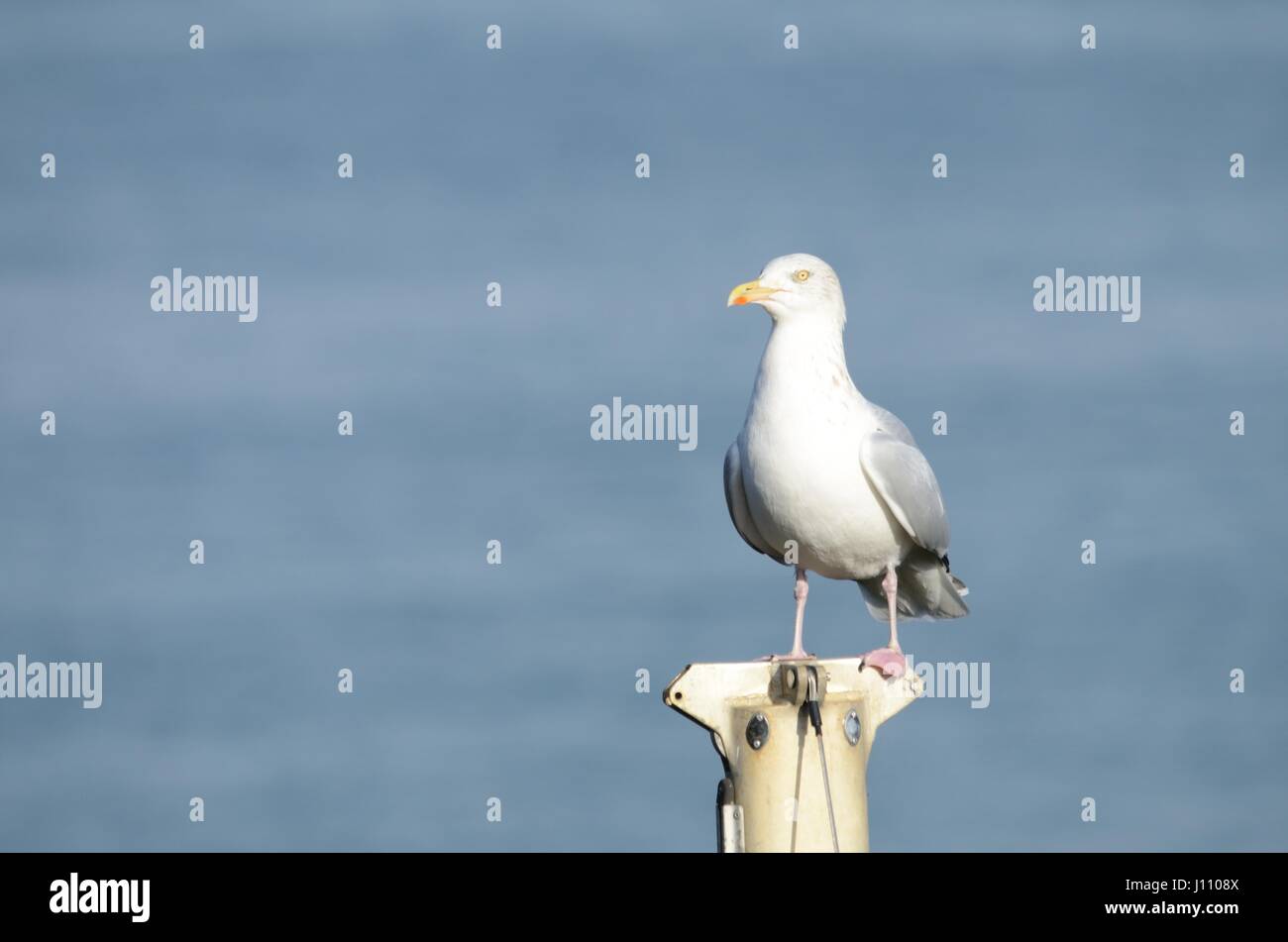 Pink footed gull hi-res stock photography and images - Alamy