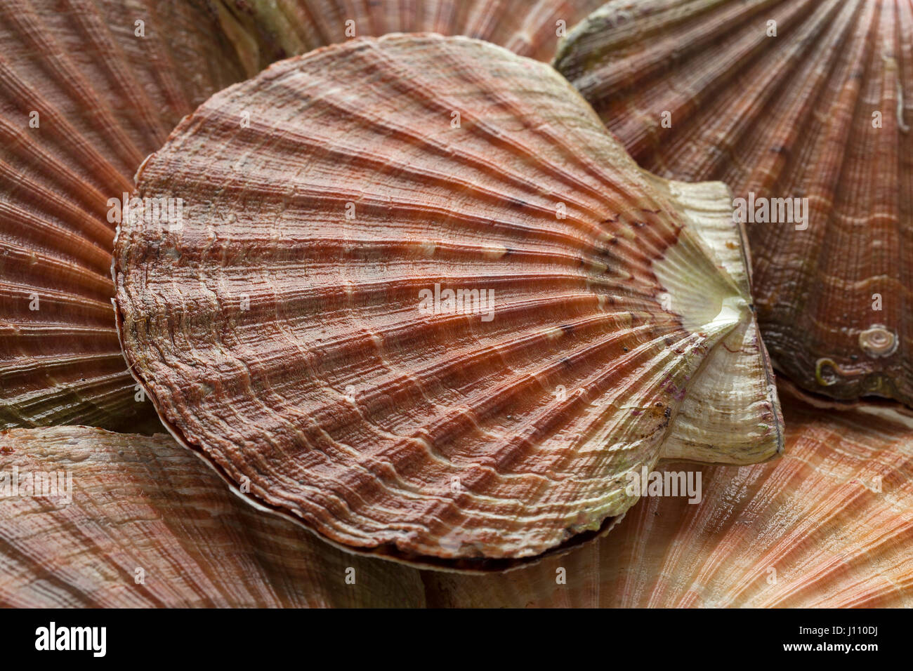 Shell pecten hi-res stock photography and images - Alamy