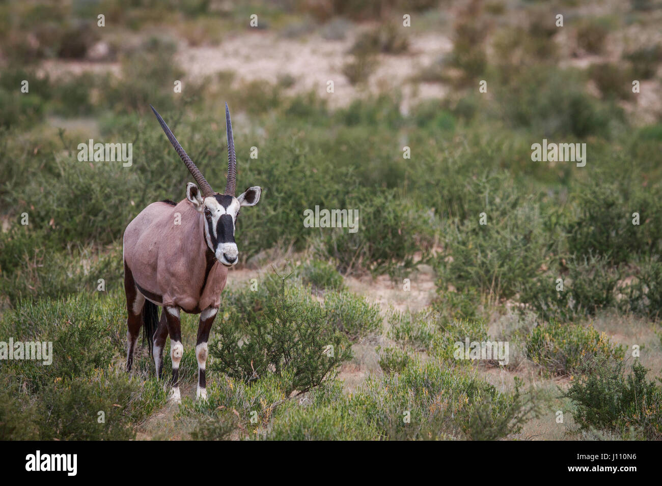 Gemsbok in the grass in the Kgalagadi Transfrontier Park, South Africa ...