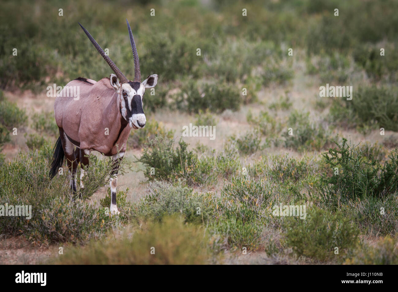Gemsbok in the grass in the Kgalagadi Transfrontier Park, South Africa ...