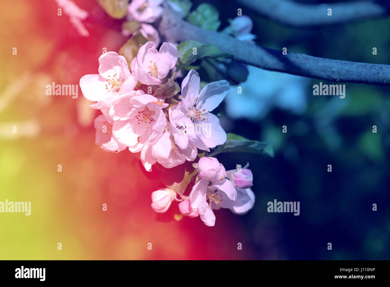 Beautiful spring flowers photographed in close up Stock Photo - Alamy