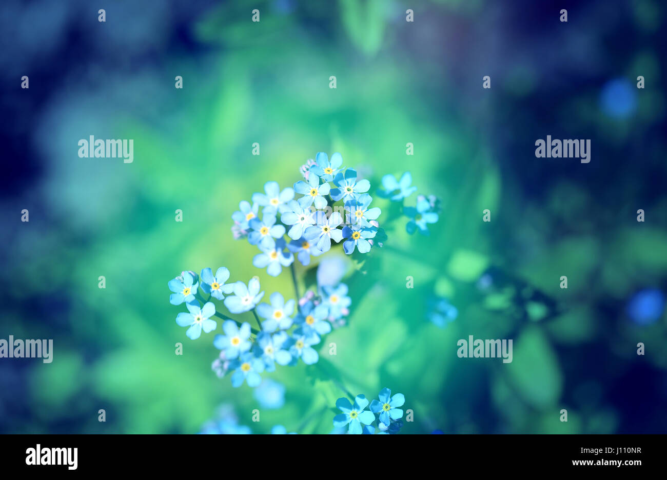 Beautiful spring flowers photographed in close up Stock Photo - Alamy