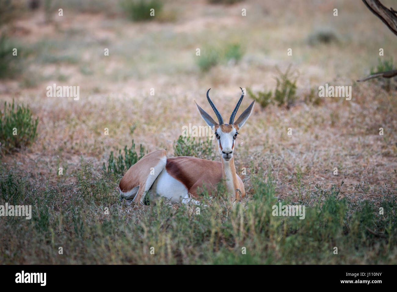 Springbok laying in the grass in the Kgalagadi Transfrontier Park ...