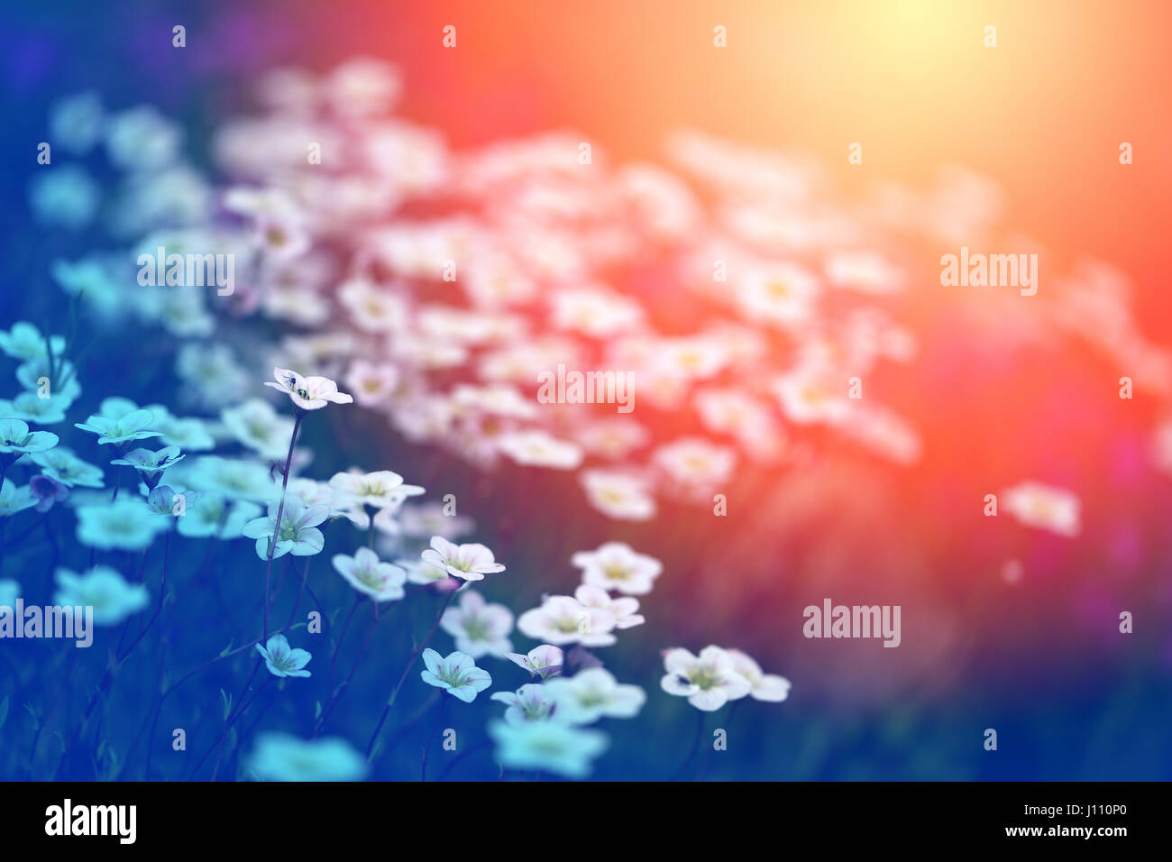 Spring flowers photographed in hi-res stock photography and images - Alamy