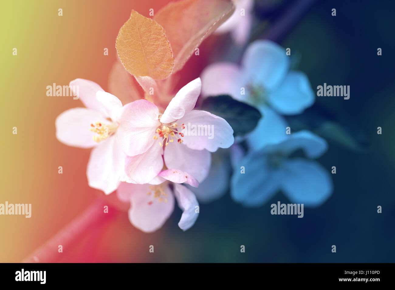 Beautiful spring flowers photographed in close up Stock Photo - Alamy