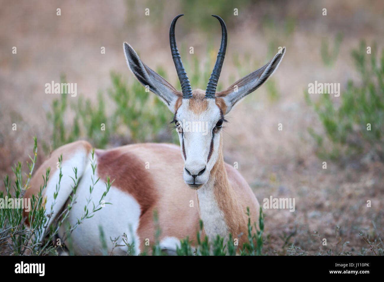 Springbok laying in the grass in the Kgalagadi Transfrontier Park ...