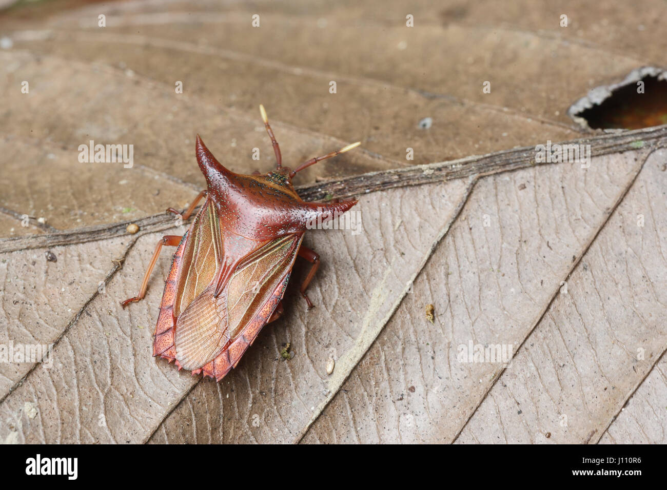 Giant shield bug, Tessaratomidae, Danum Valley, Borneo Stock Photo - Alamy