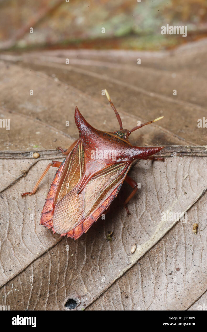 Giant shield bug, Tessaratomidae, Danum Valley, Borneo Stock Photo - Alamy