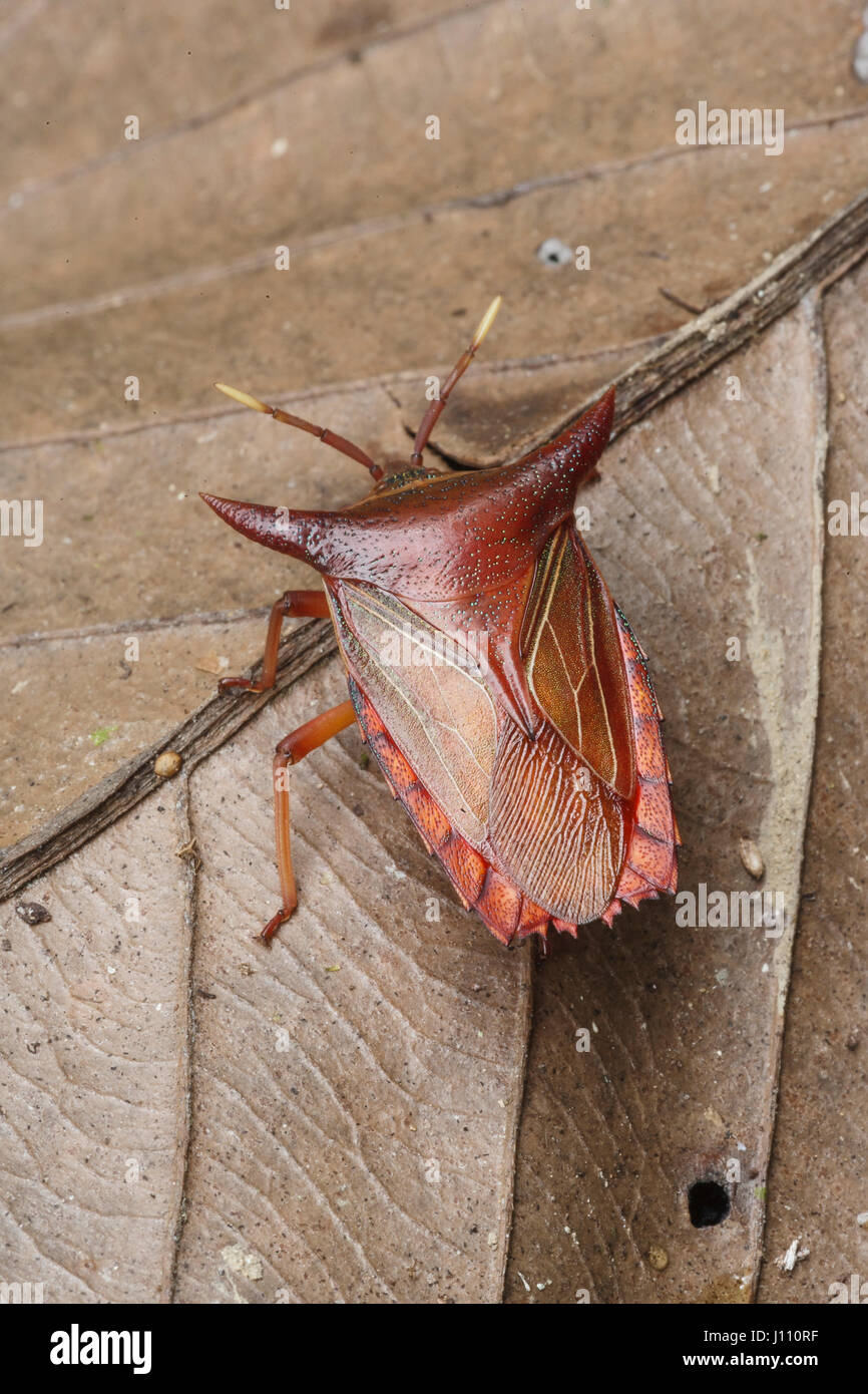 Giant shield bug, Tessaratomidae, Danum Valley, Borneo Stock Photo - Alamy