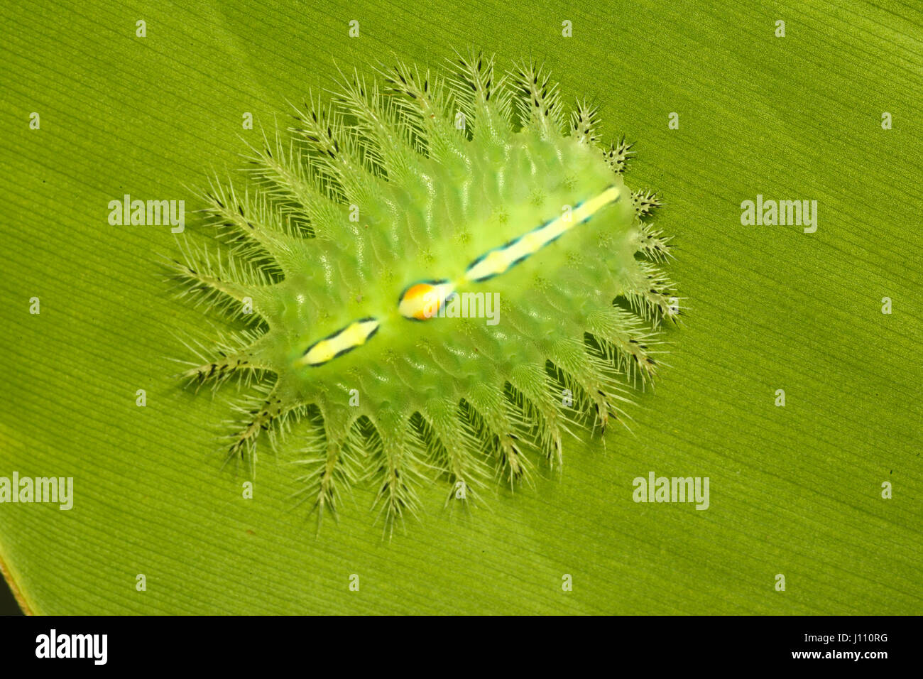 Slug cup moth caterpillar limacodidae hi-res stock photography and ...