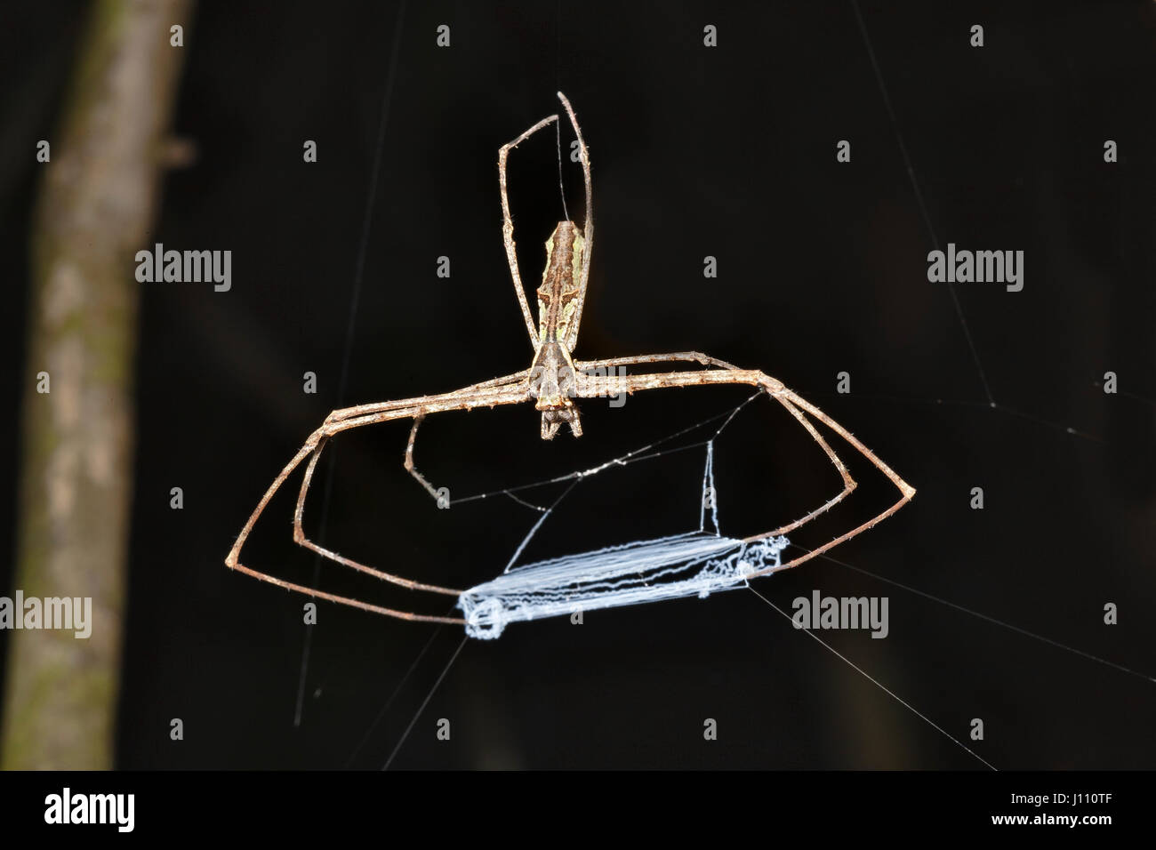 Net-throwing Spider, or Ogre-faced Spider, Dinopsis sp., with net ...