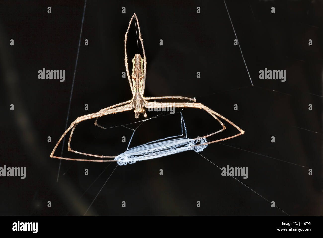 Net Casting Spider Stock Photos & Net Casting Spider Stock Images - Alamy