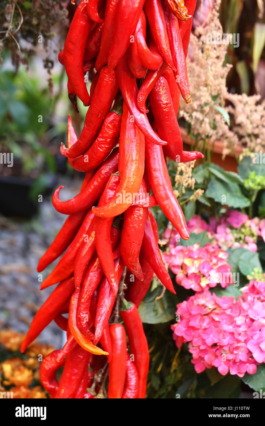 Beautiful delicious hot red pepper close up Stock Photo - Alamy