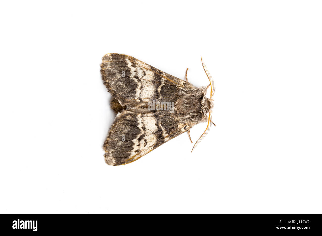 Lunar Marbled Brown moth, Drymonia ruficornis, Monmouthshire, April ...