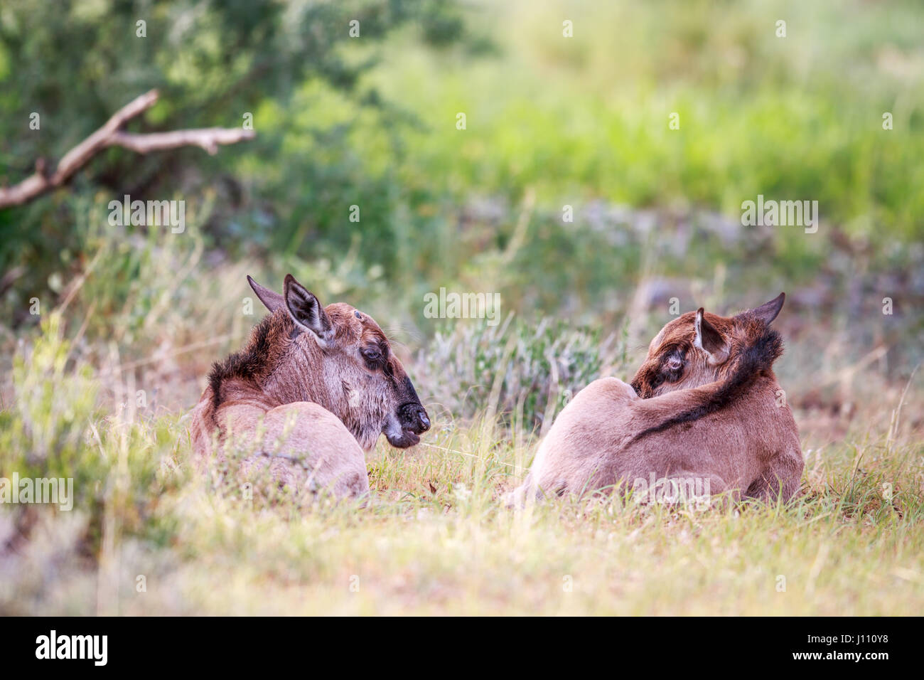 Two baby Blue wildebeest laying in the grass in the Kgalagadi ...