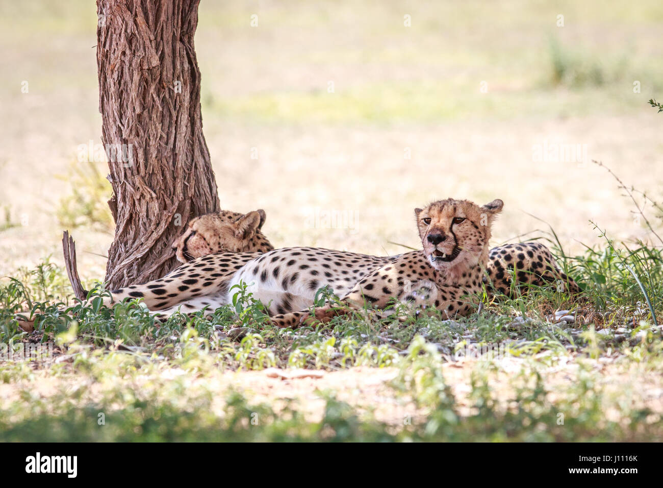 Two Cheetahs resting under a tree in the Kgalagadi Transfrontier Park ...