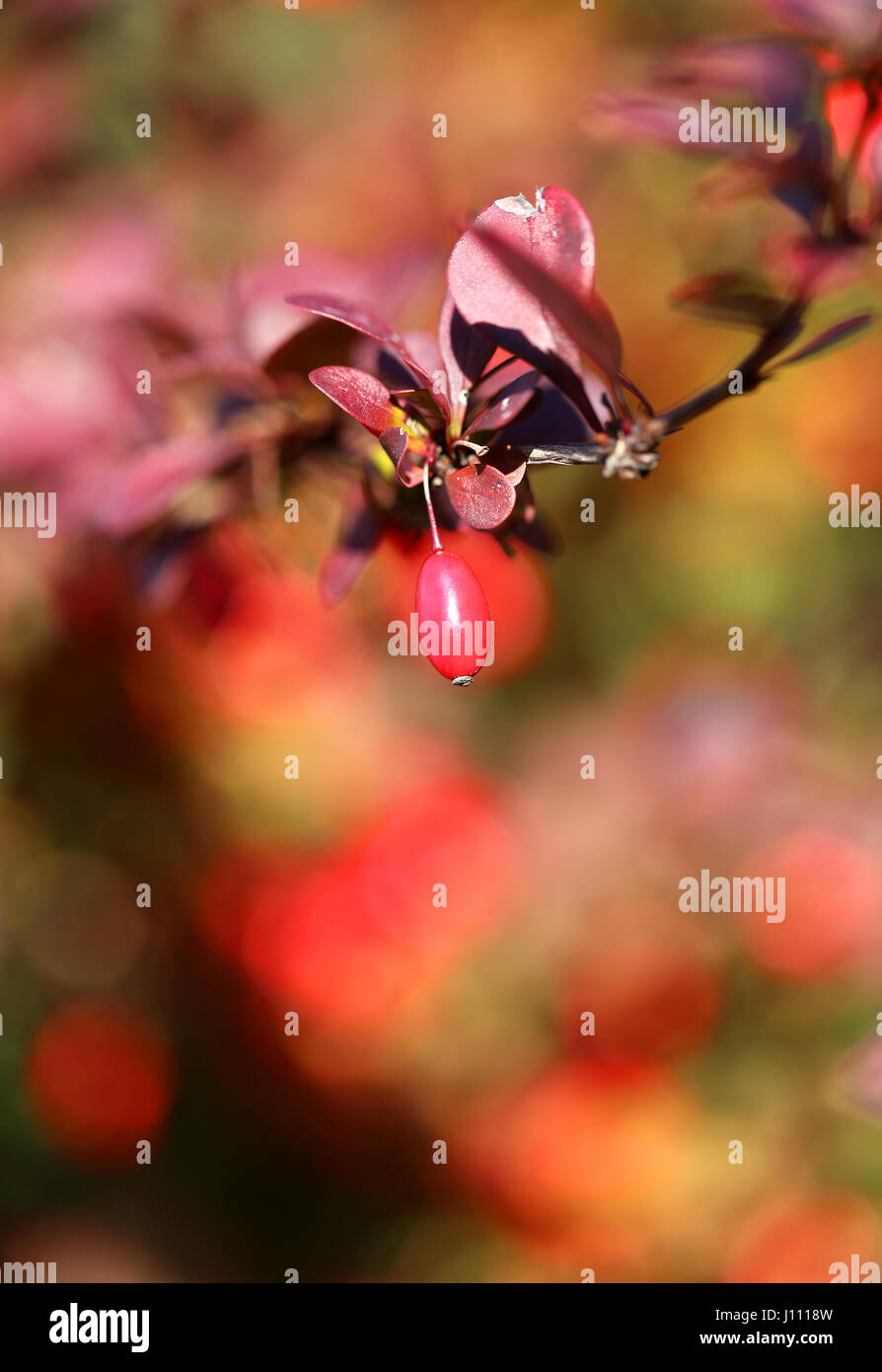 The beautiful red berries of the barberry photographed in close-up ...