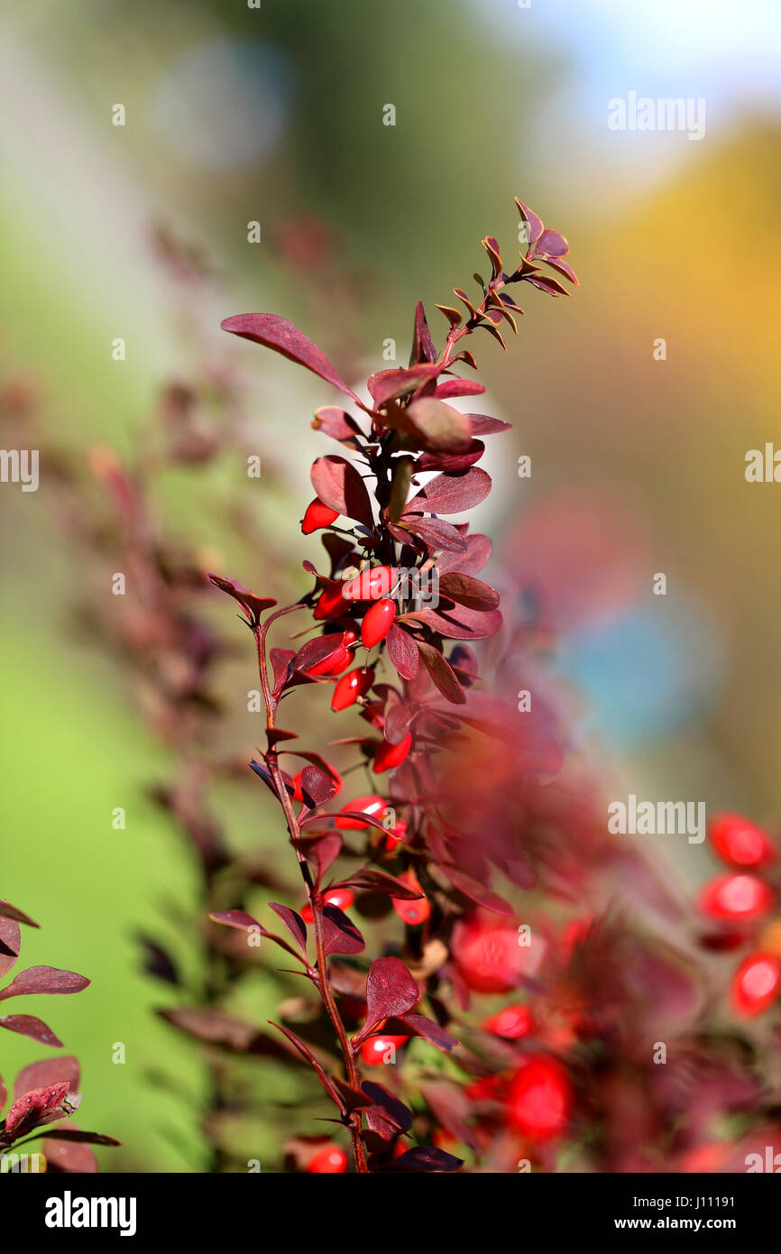 The beautiful red berries of the barberry photographed in close-up ...