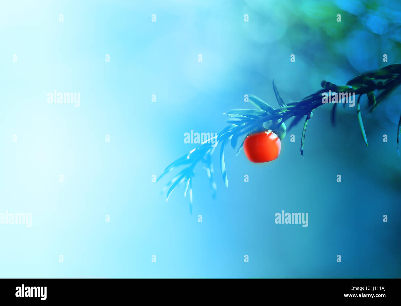 Beautiful red juniper berries photographed close up Stock Photo - Alamy