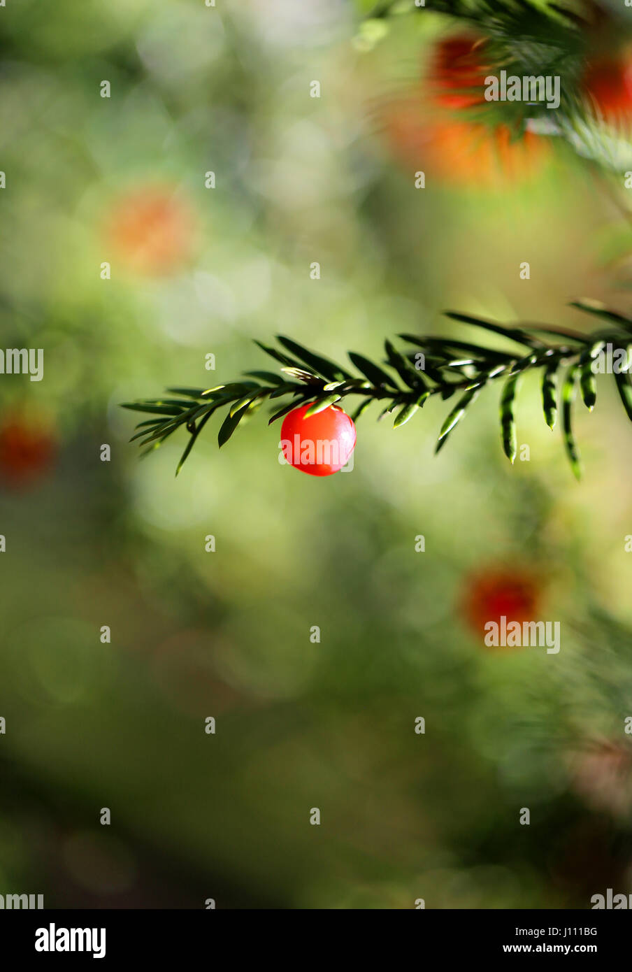 Beautiful red juniper berries photographed close up Stock Photo - Alamy