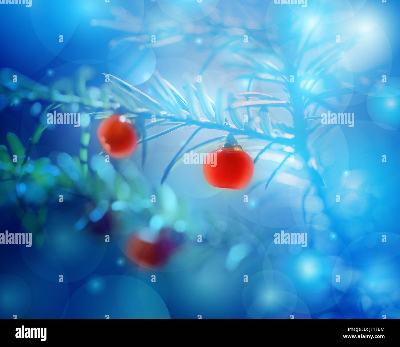 Beautiful red juniper berries photographed close up Stock Photo - Alamy