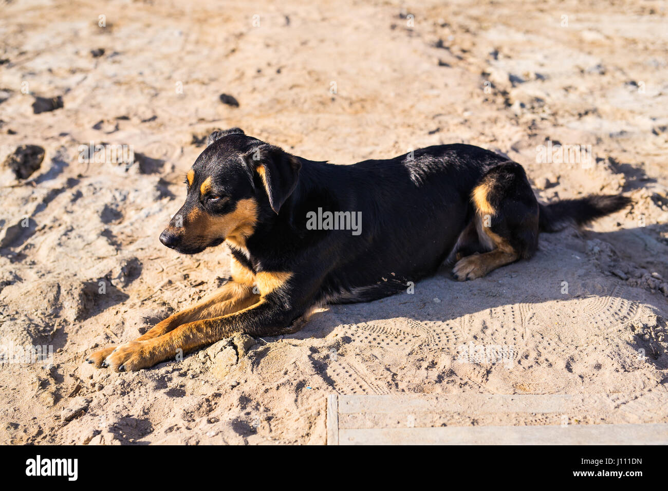 A dog lying on sand at the beach, with sad eyes and wet fur. poor solitude pet. Lonely dog ...