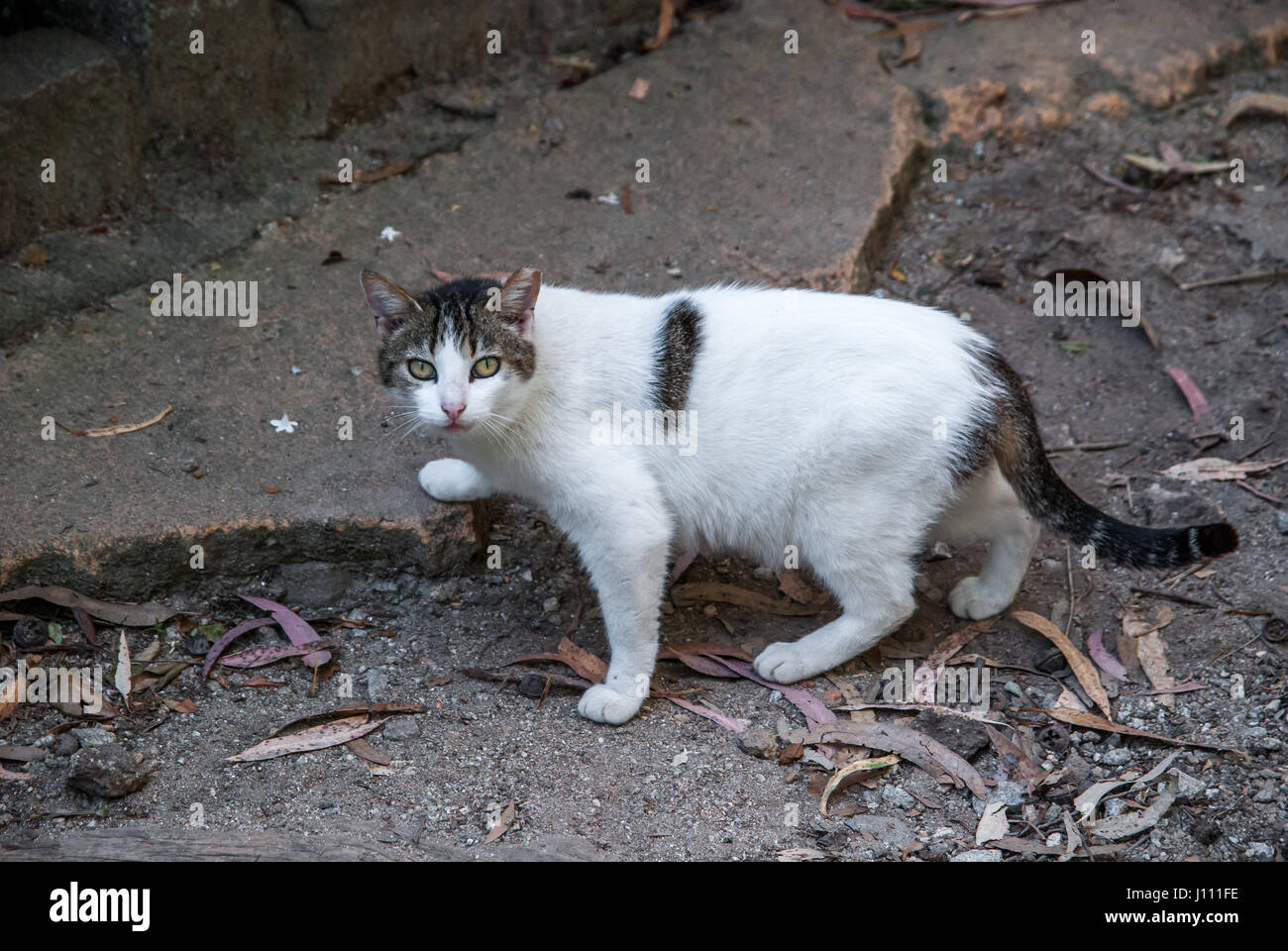 Urban cat visiting a public garden looking for food Stock Photo - Alamy