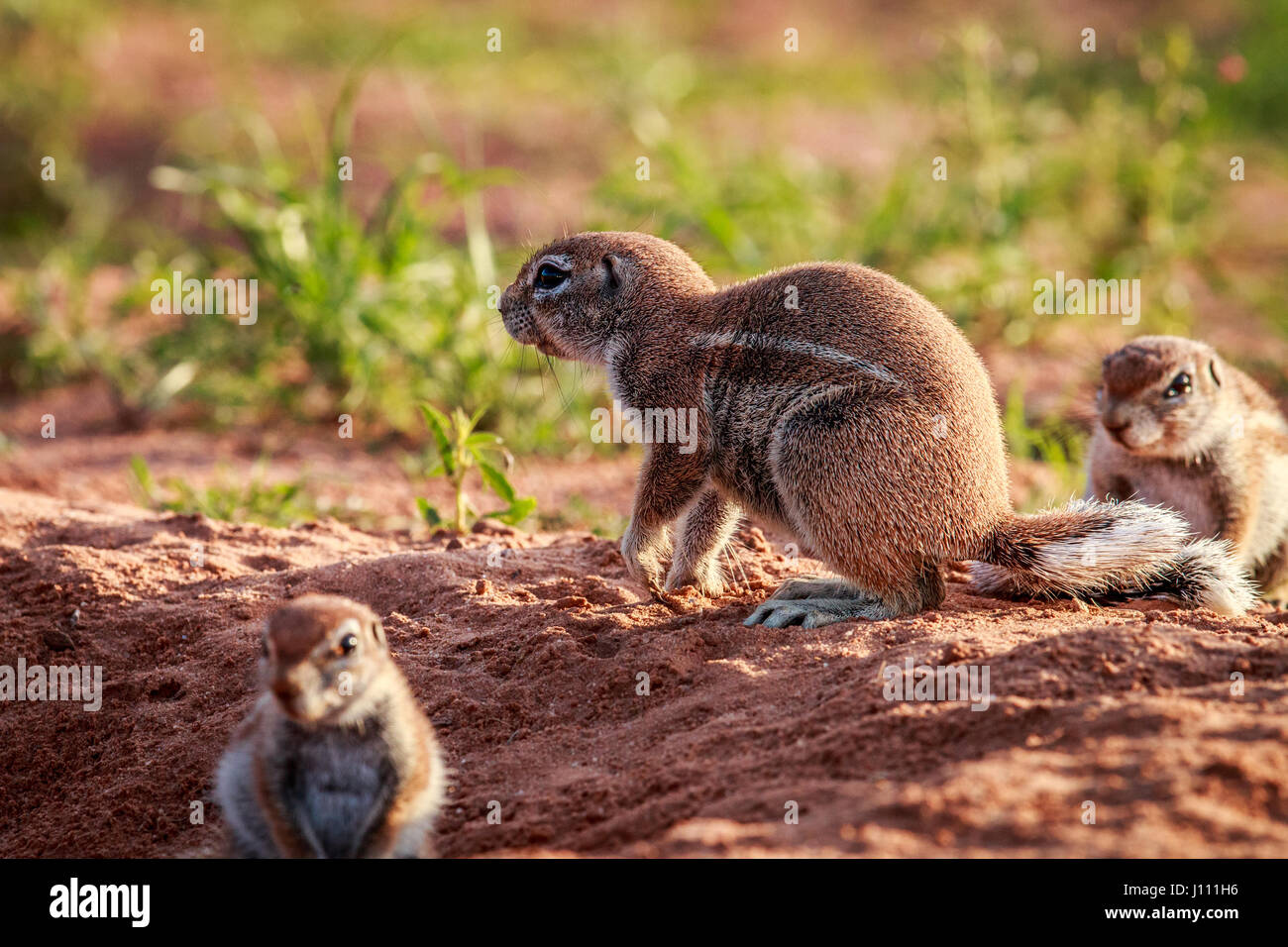 Ground squirrels in the sand in the Kgalagadi Transfrontier Park, South ...