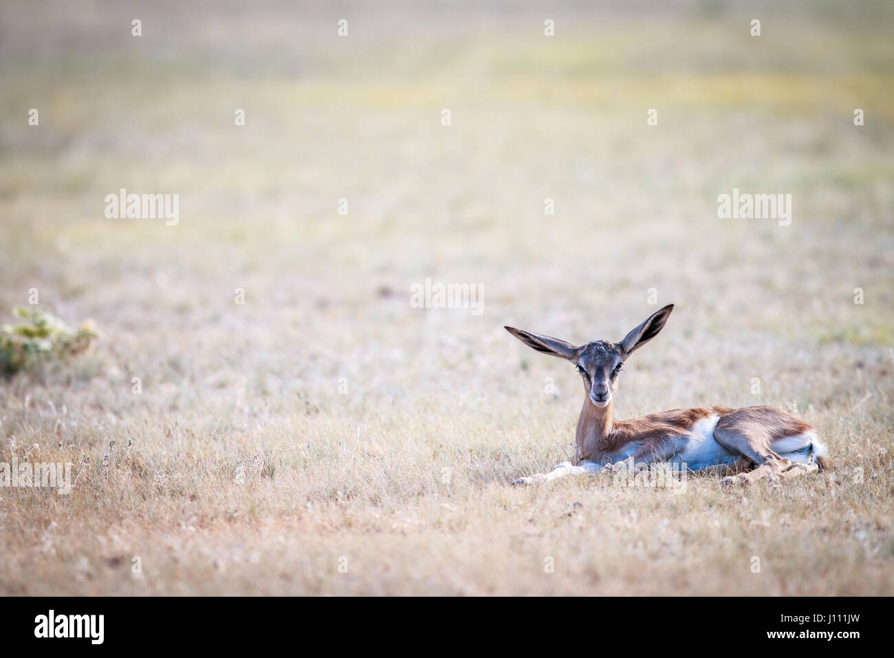 Baby Springbok laying in the grass in the Kgalagadi Transfrontier Park ...