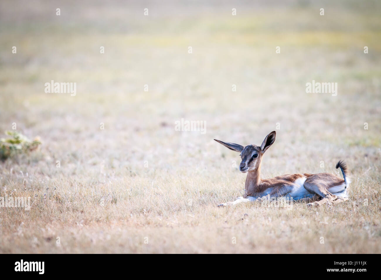 Baby Springbok laying in the grass in the Kgalagadi Transfrontier Park ...