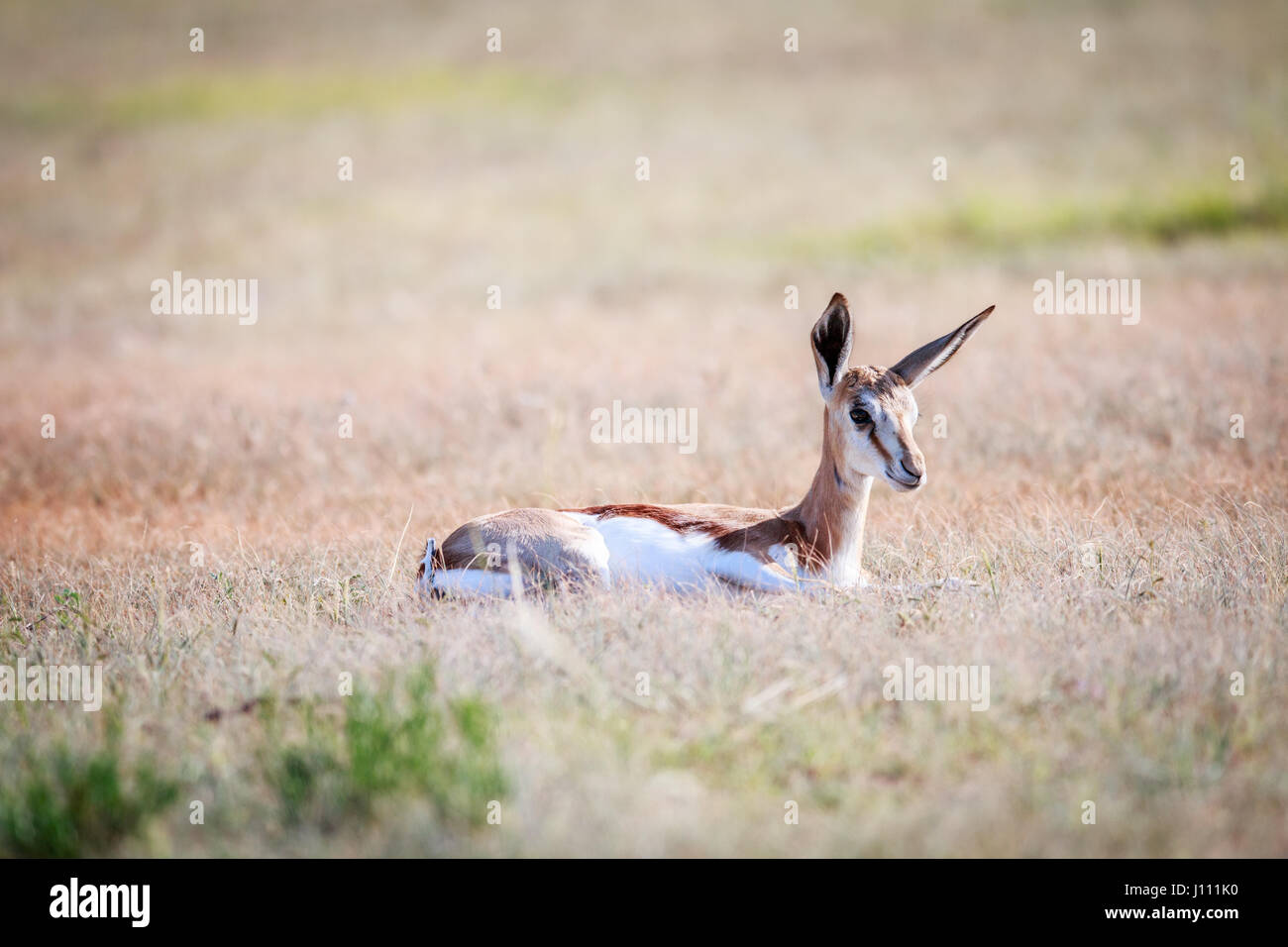 Baby Springbok laying in the grass in the Kgalagadi Transfrontier Park ...