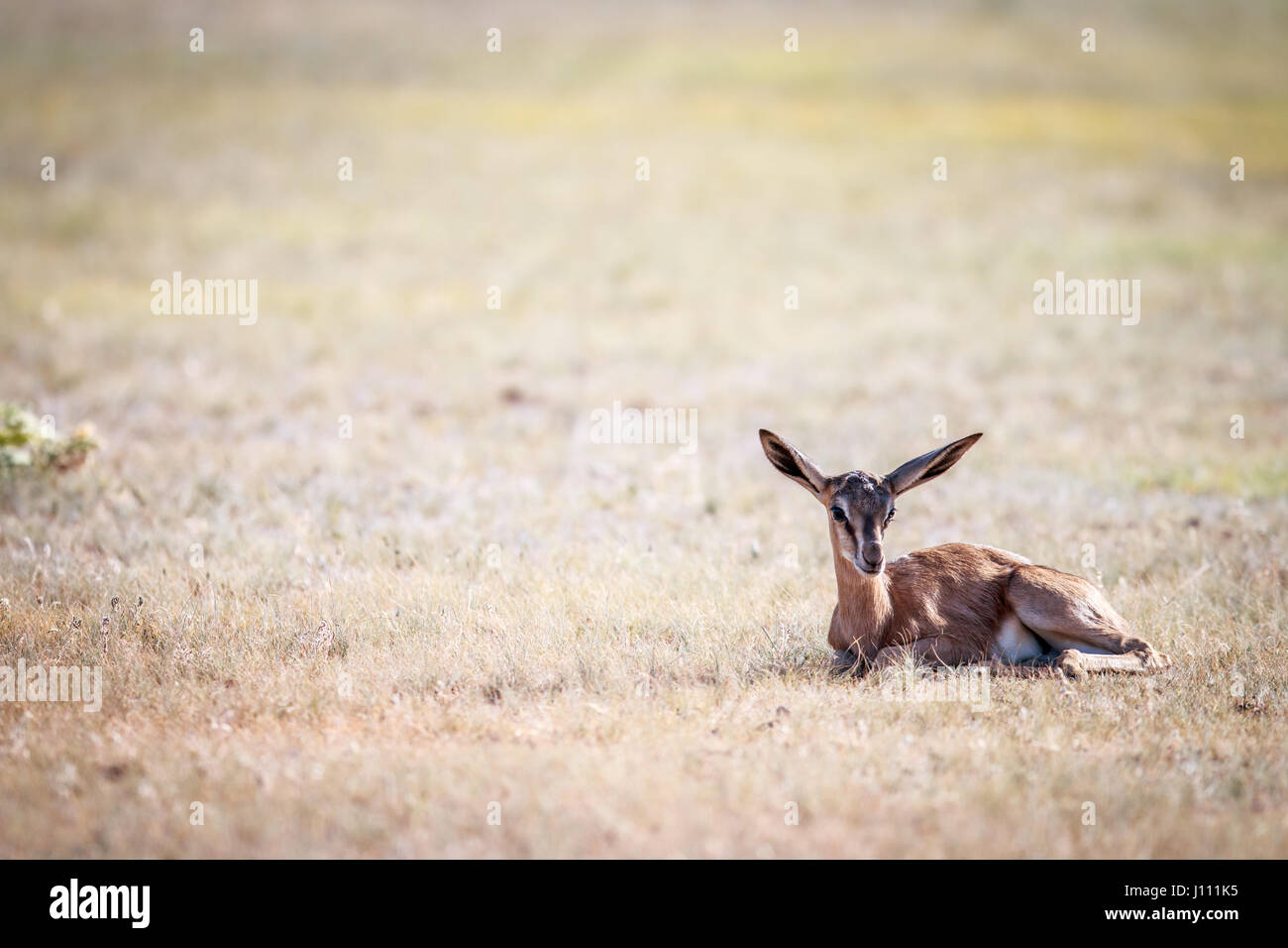 Baby Springbok laying in the grass in the Kgalagadi Transfrontier Park ...