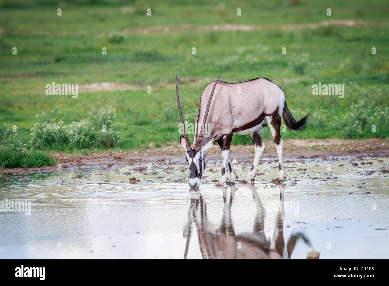 Gemsbok drinking in the Kgalagadi Transfrontier Park, South Africa ...