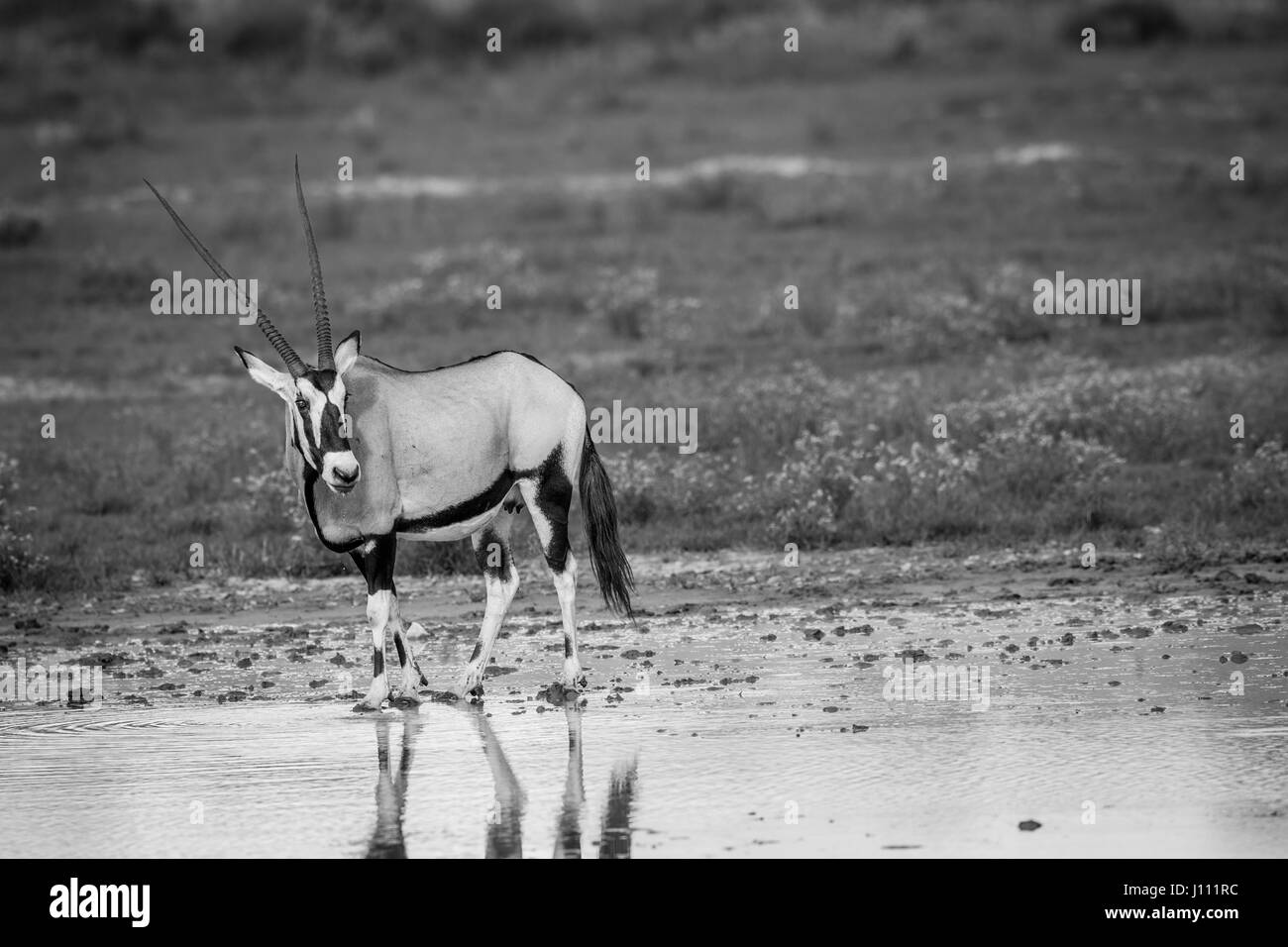 Waterdam Black and White Stock Photos & Images - Alamy