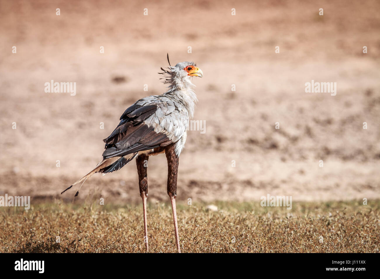 Secretary bird in the grass in the Kgalagadi Transfrontier Park, South ...