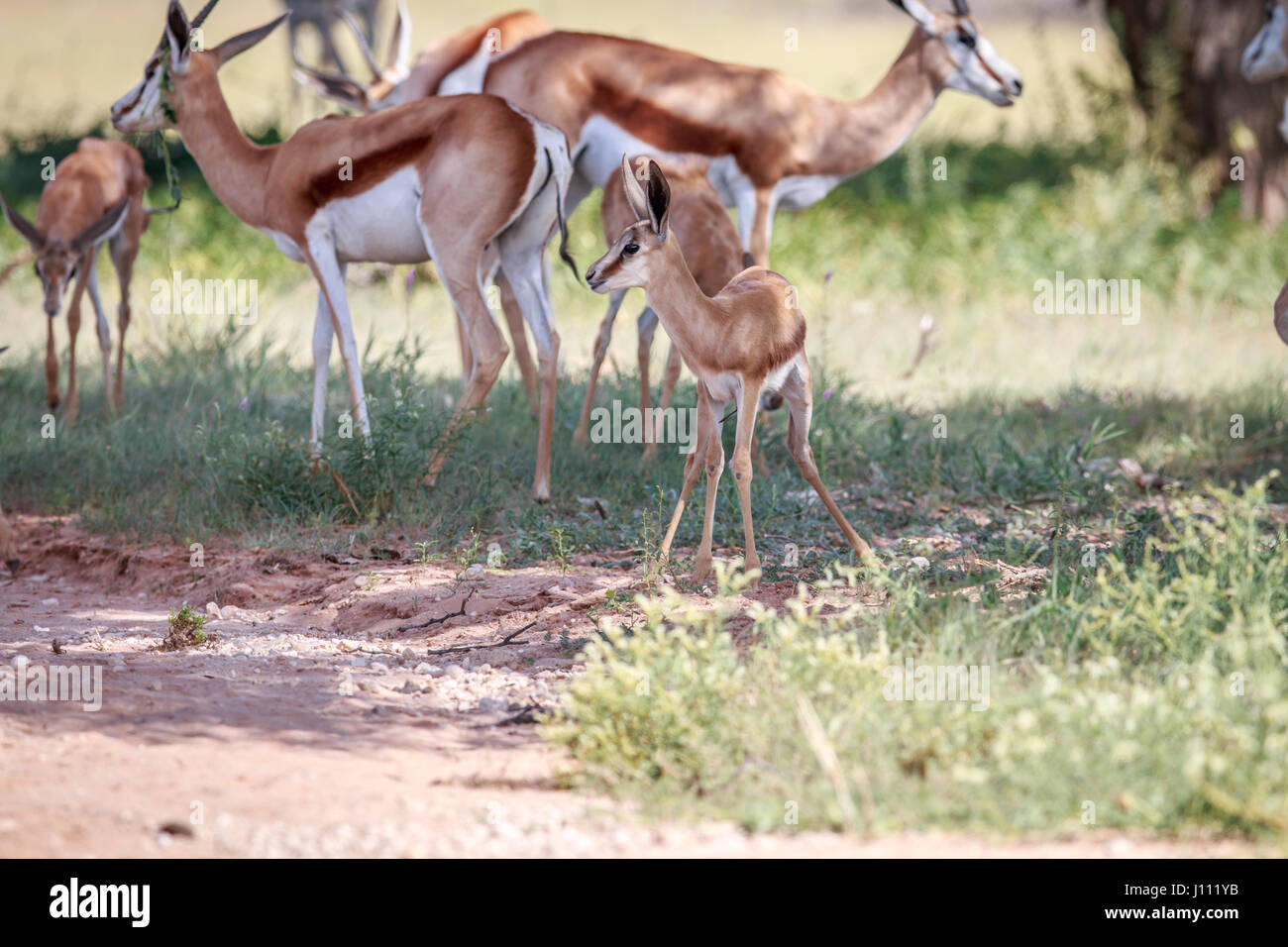 Baby Springbok with a herd of Springbok in the Kgalagadi Transfrontier ...