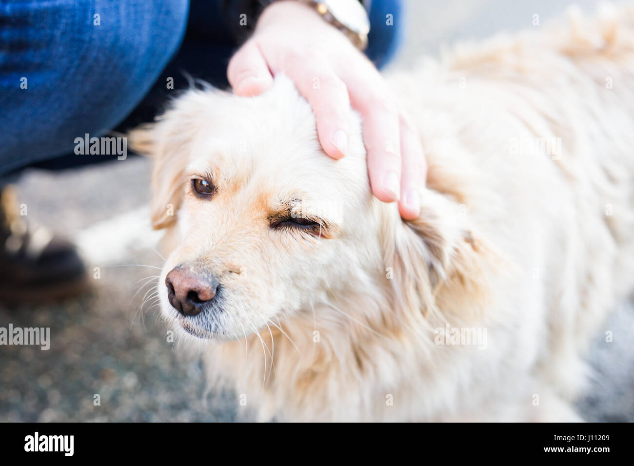 owner caressing gently her dog Stock Photo - Alamy
