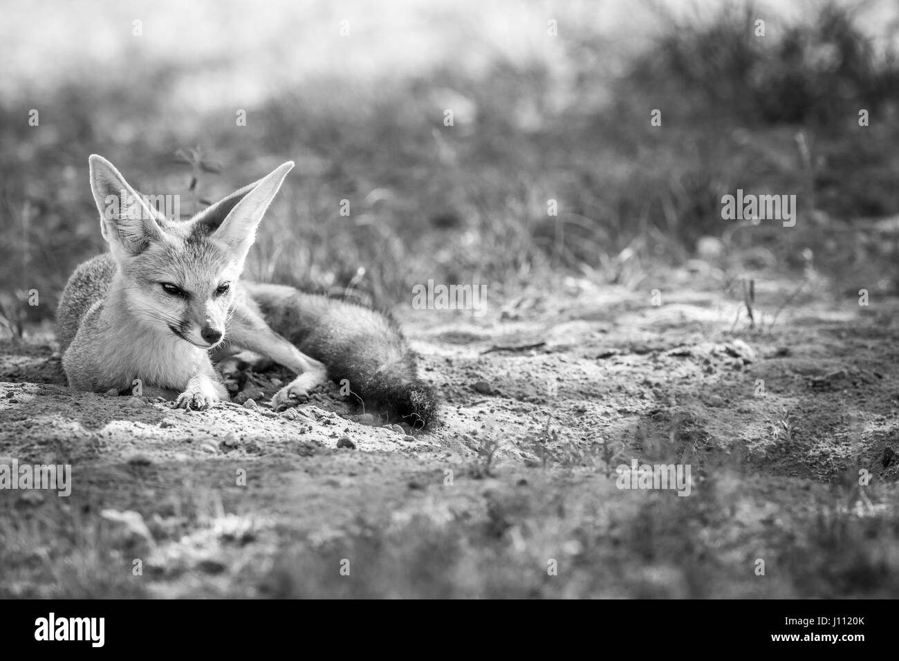 Cape fox laying in the sand in black and white in the Kgalagadi ...