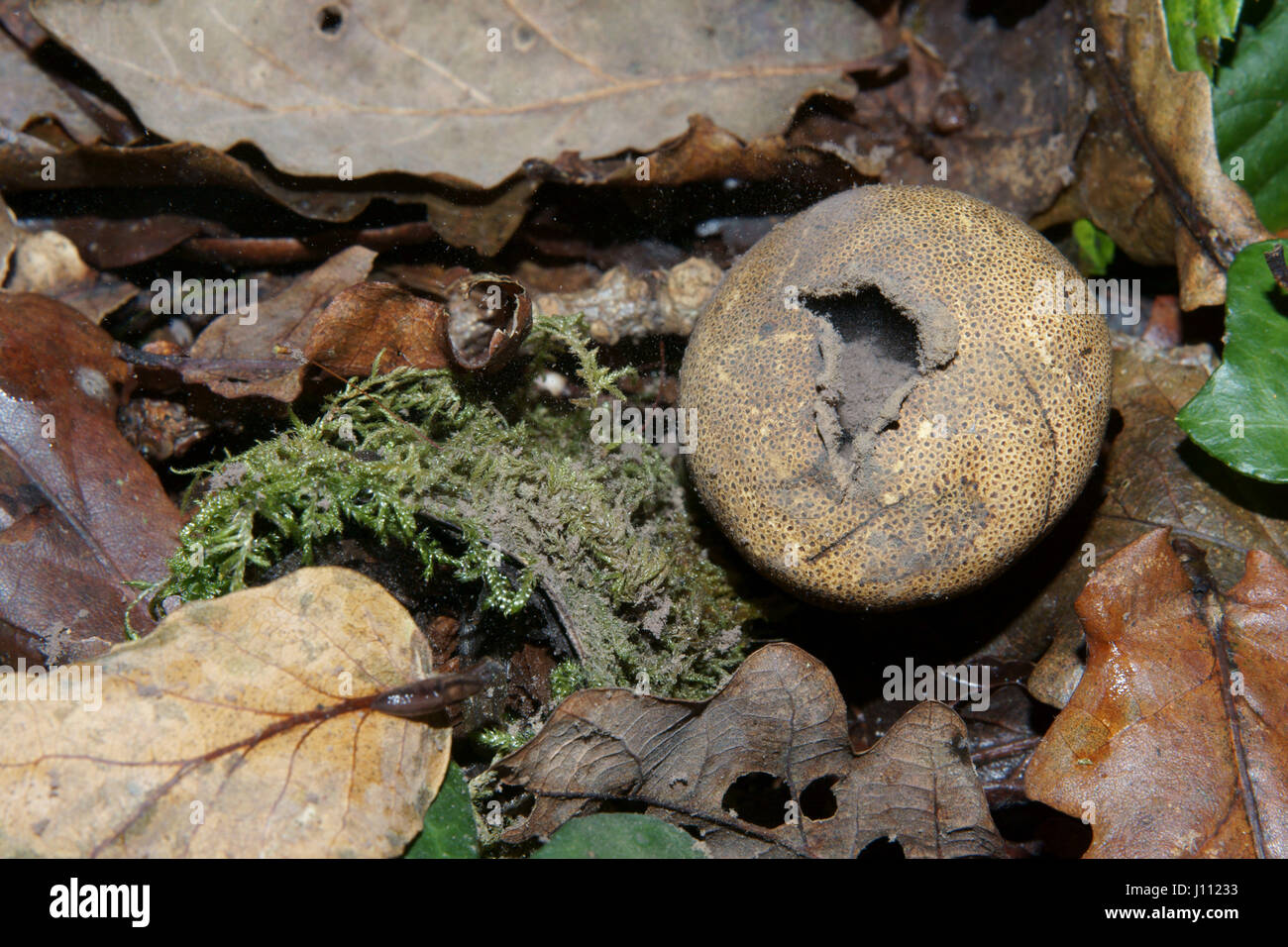 Scleroderma not mushroom hi-res stock photography and images - Alamy