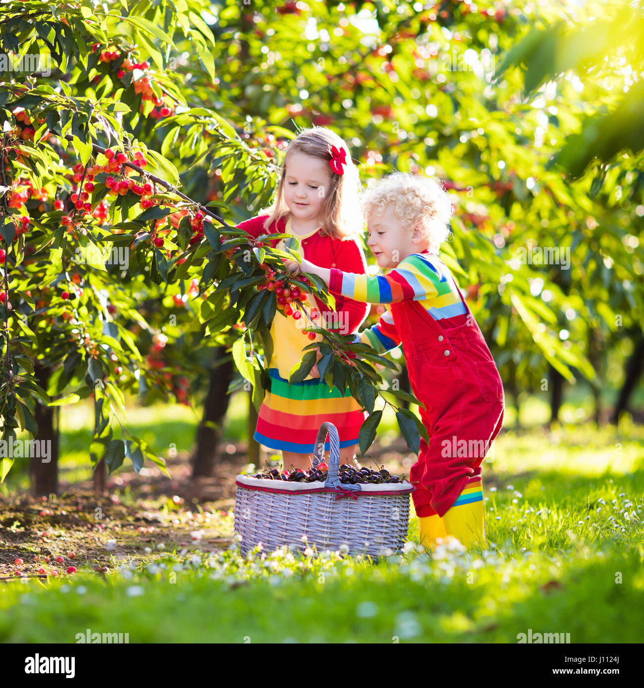 Kids picking cherry on a fruit farm. Children pick cherries in summer ...