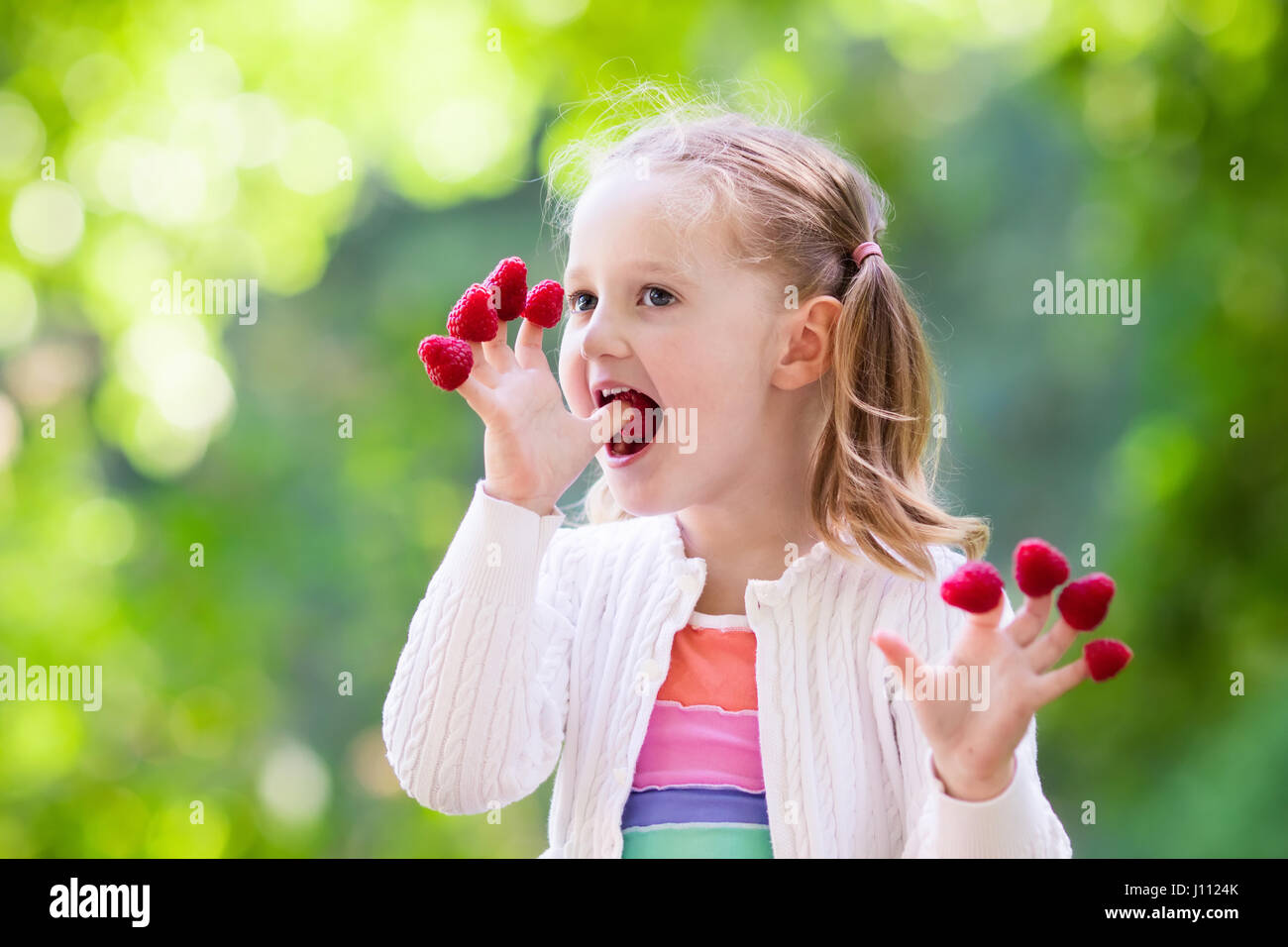 Child picking raspberry. Kids pick fresh fruit on organic raspberries ...