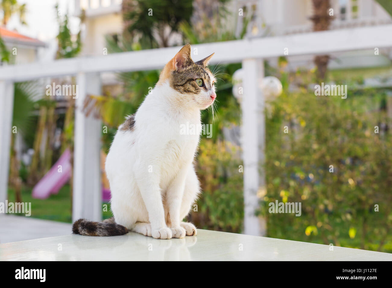 Cute cat outdoors Stock Photo - Alamy