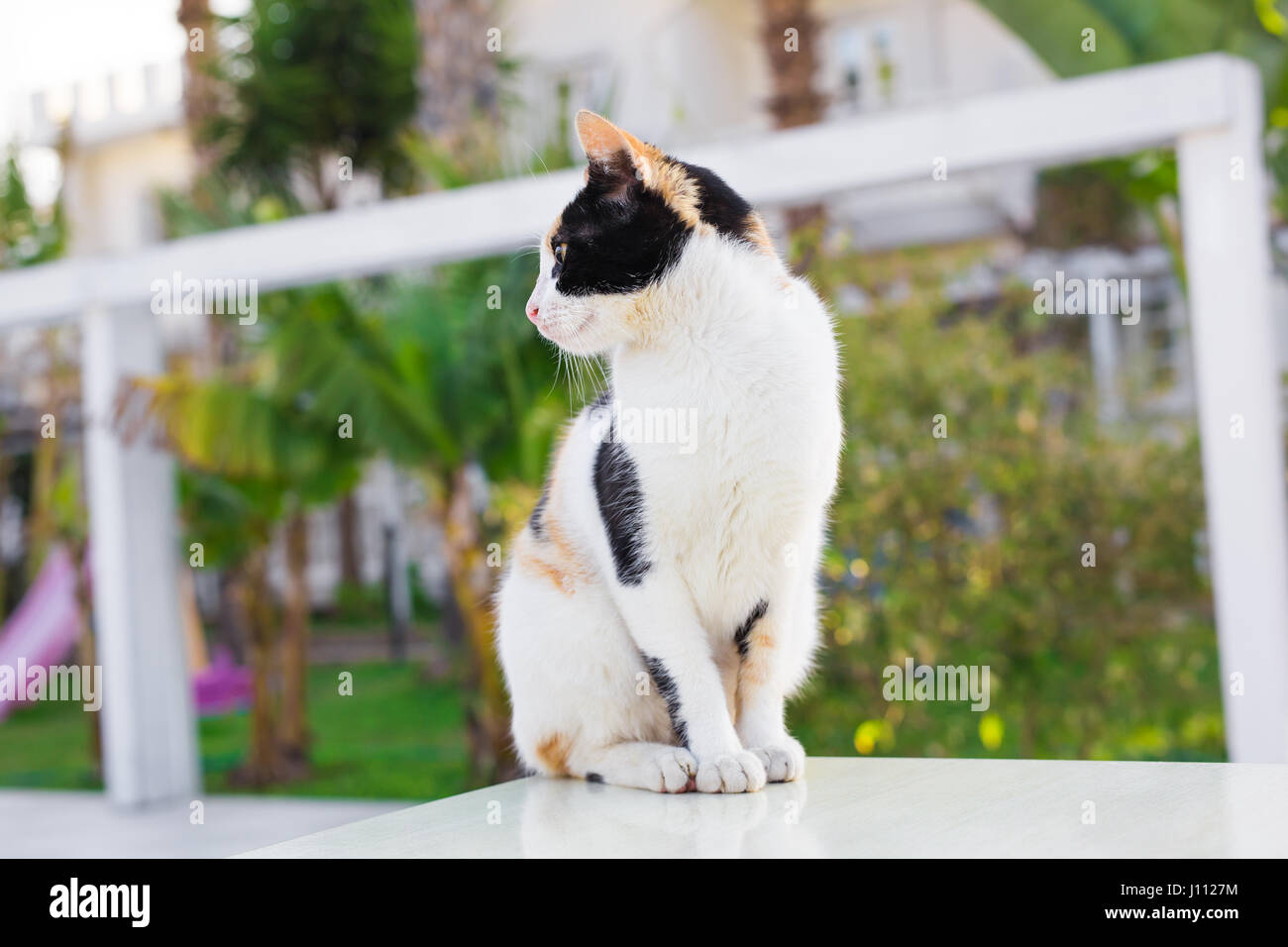 Cute cat outdoors Stock Photo - Alamy