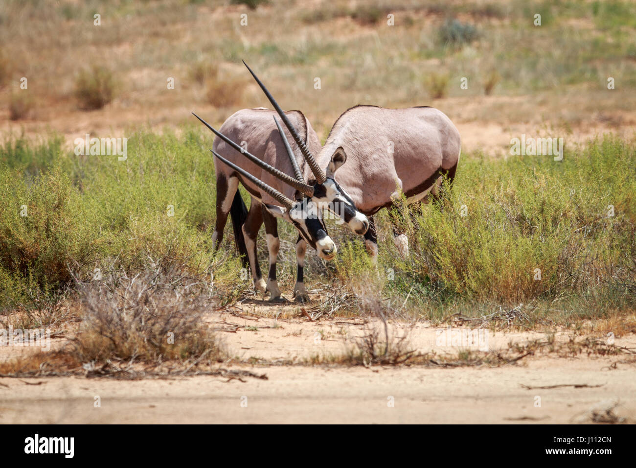 Two Gemsbok playing in the Kgalagadi Transfrontier Park, South Africa ...