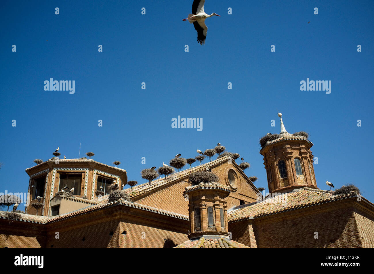 Storks in Collegiate of San Miguel Arcangel, Alfaro, La Rioja, Spain ...