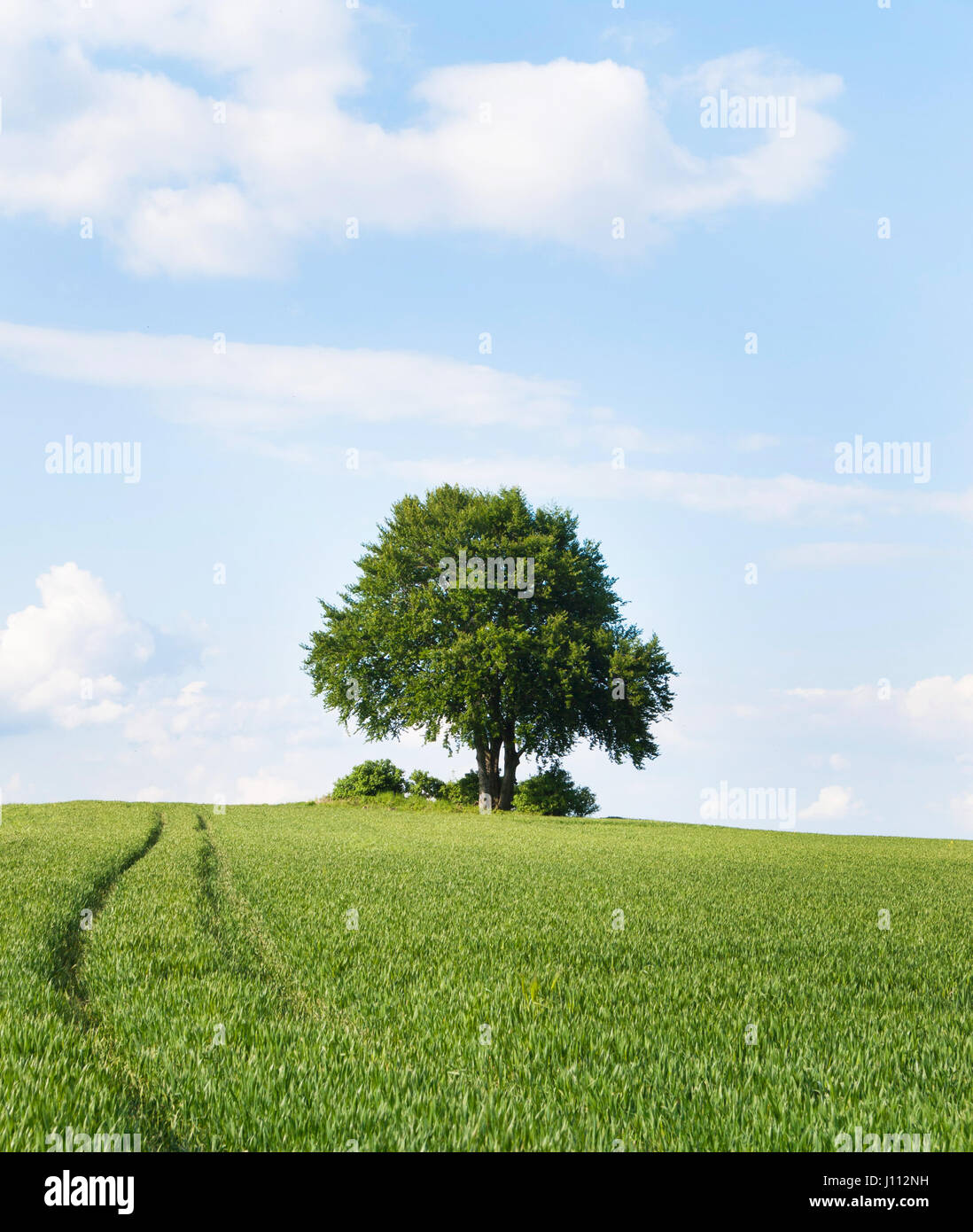 Alone tree hi-res stock photography and images - Alamy