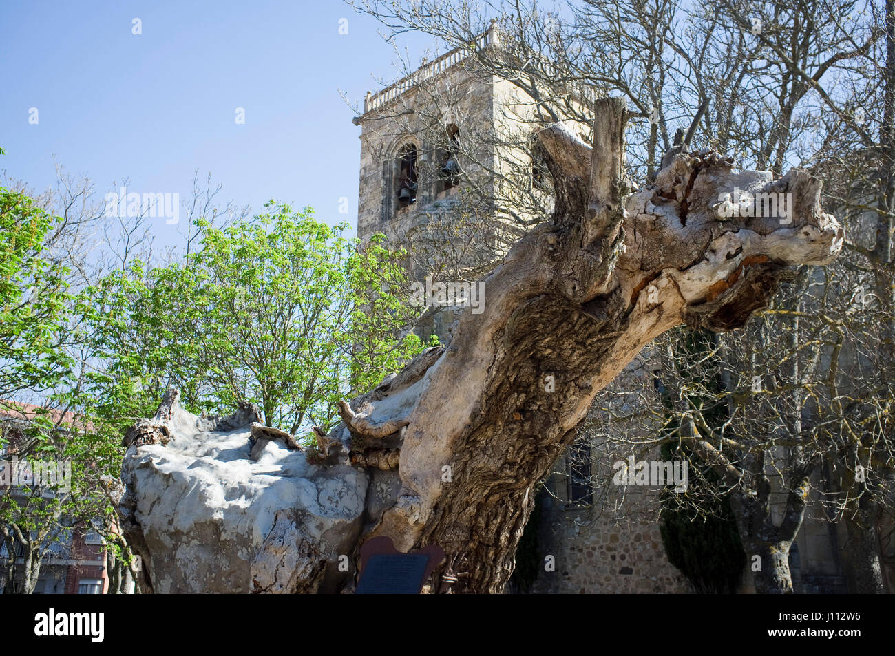 Dry elm tree to which Antonio Machado wrote his famous poem A un olmo ...