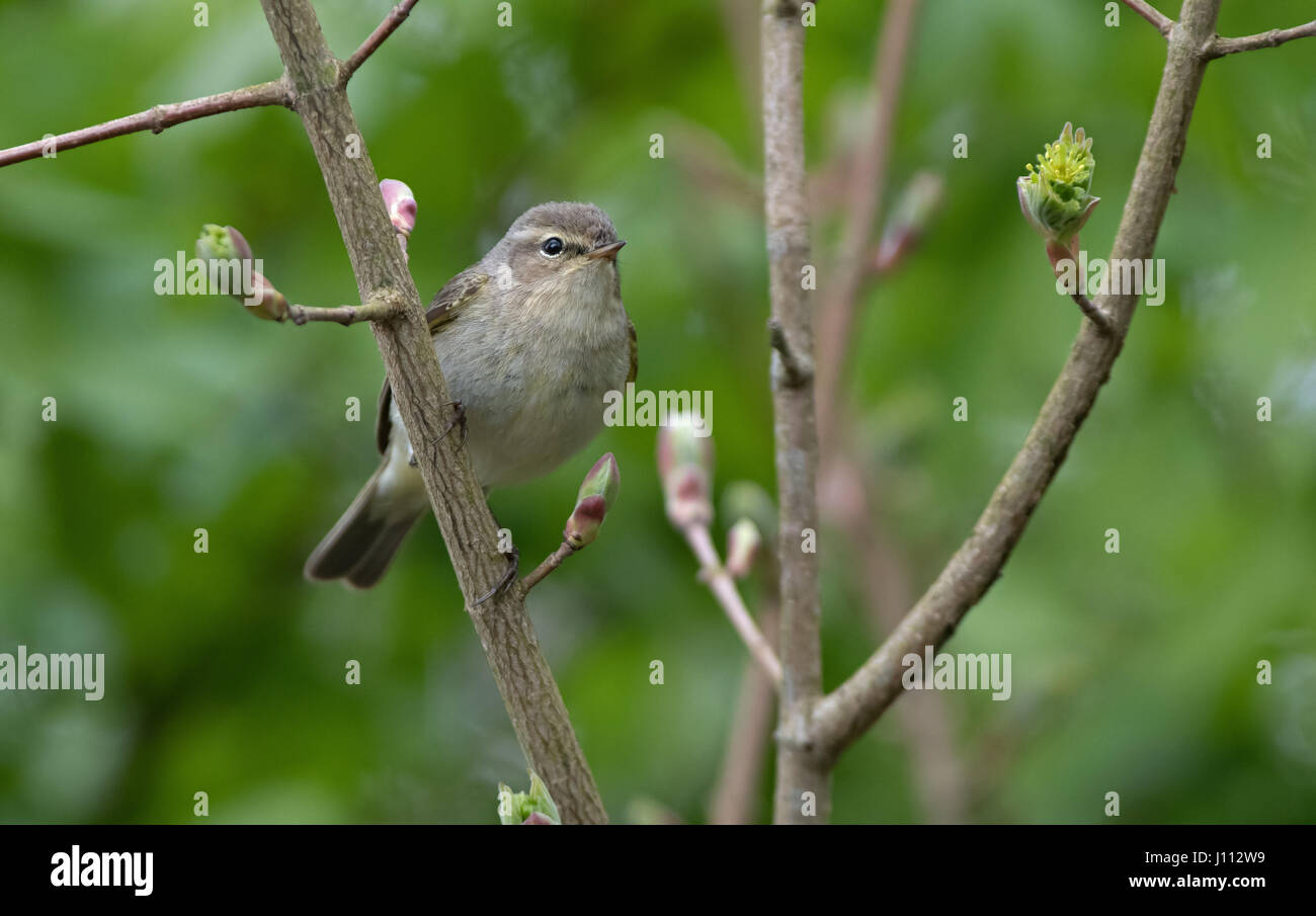 Chiffchaff-Phylloscopus collybita. Spring. Uk Stock Photo - Alamy